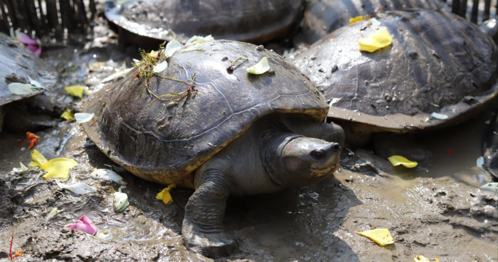 20 Royal Turtles Released into Sre Ambel River System in Koh Kong ...