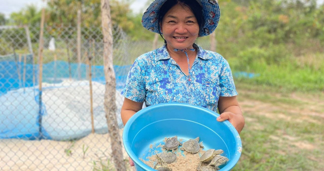 Record Number of Royal Turtle Hatchlings Born at WCS Cambodia’s Koh ...