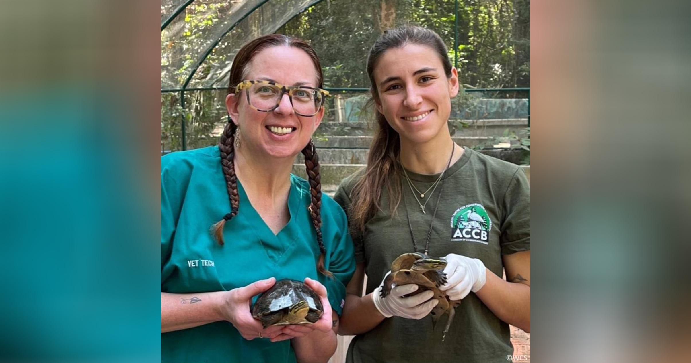 44 Malayan Box Turtles to be Released into Forest - ក្រសួងព័ត៌មាន