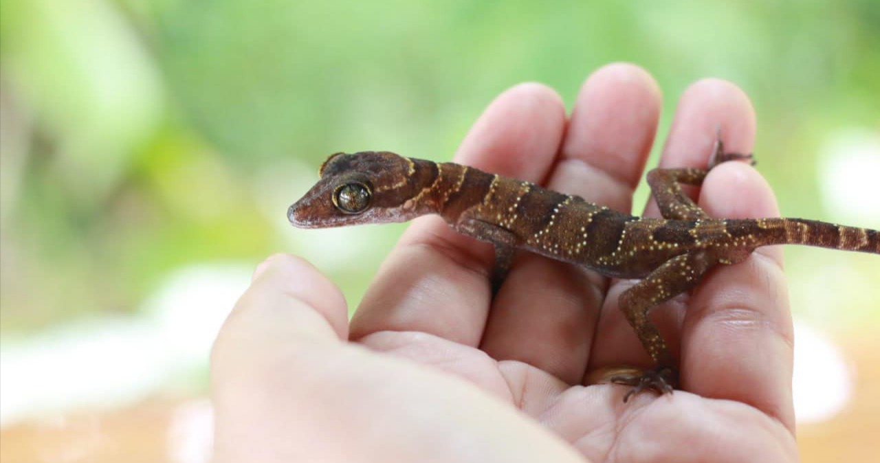 Unique Specie of Gecko Found in Kampot - ក្រសួងព័ត៌មាន