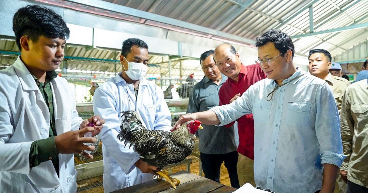 First-ever Native Chicken Breeding Programme Sees Impressive Success ...