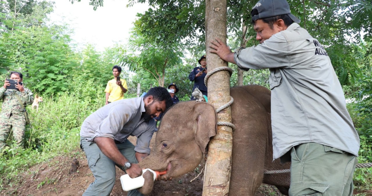 A Wild Baby Elephant Successfully Rescued in the Keo Seima Wildlife ...