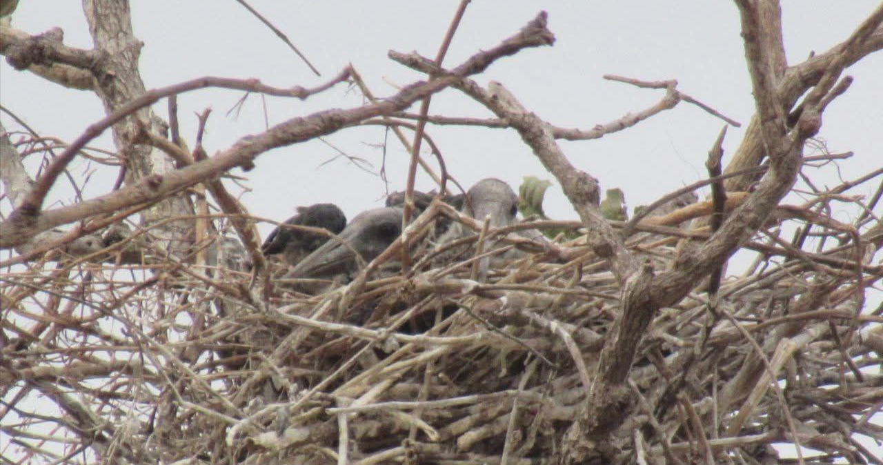 Two White-Shouldered Ibis Chicks Hatch in Phnom Prich Wildlife ...