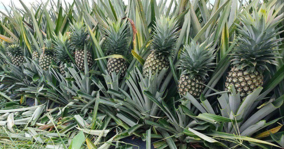 នៅឆ្នាំ២០២៤ ខេត្តរតនគិរី មានផ្ទៃដីដាំដុះសរុបចំនួន ១៣២.២៨៨ ហិកតា ...