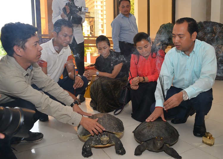 WCS Receives Two Royal Turtles from Environment Ministry - ក្រសួងព័ត៌មាន