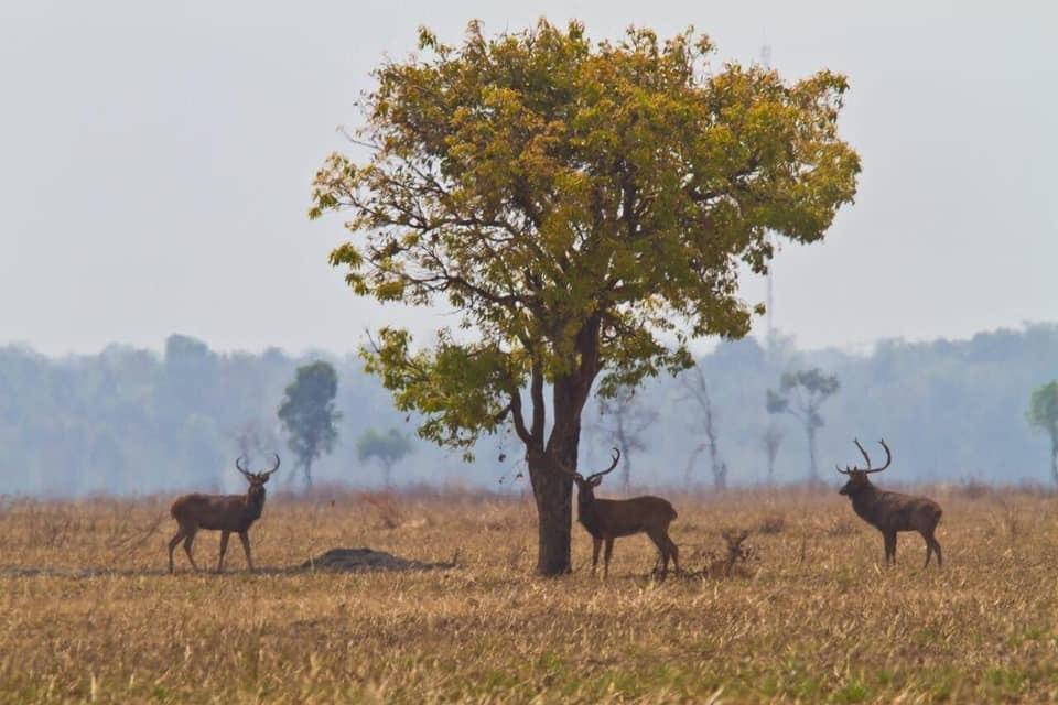 Cambodia to Mark World Environment Day this Week - ក្រសួងព័ត៌មាន