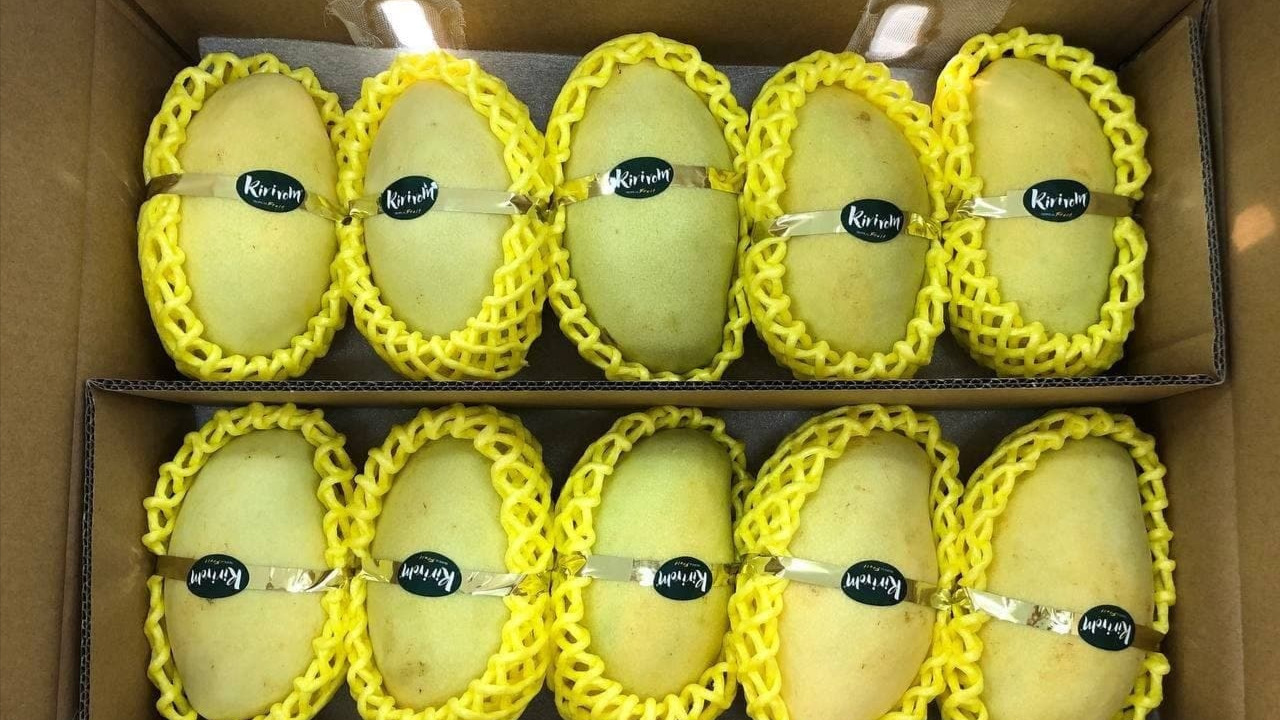 Cambodia Starts Direct Shipping of Fresh Mangoes to China - ក្រសួងព័ត៌មាន