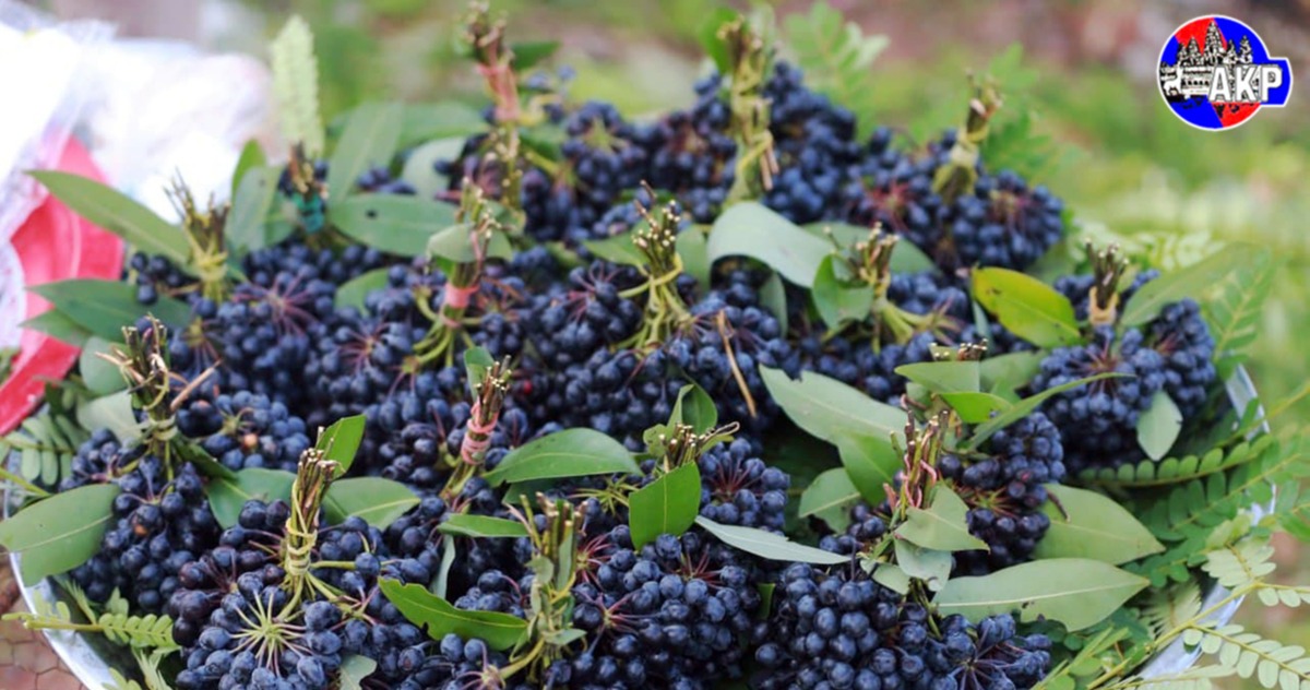 Photos of the Week: Rumduol, a Delicious, but Lesser-known Fruit ...