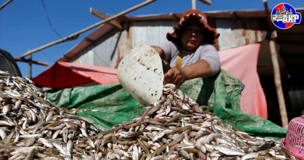 This Month Best for Fermented and Dried Fish Making - ក្រសួងព័ត៌មាន