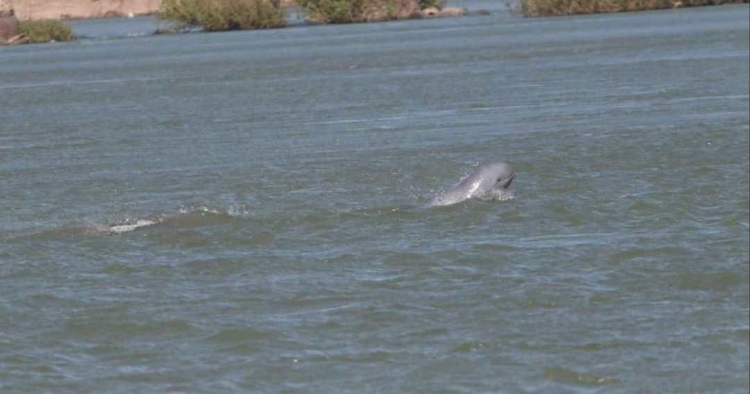 Another Mekong Dauphin Calf Spotted at Kampi Pool - ក្រសួងព័ត៌មាន