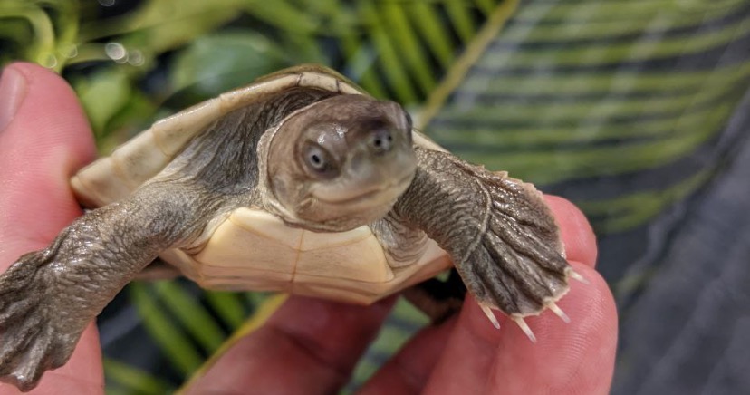 Thirty Royal Turtle Babies Hatch in Captivity in Cambodia - ក្រសួងព័ត៌មាន