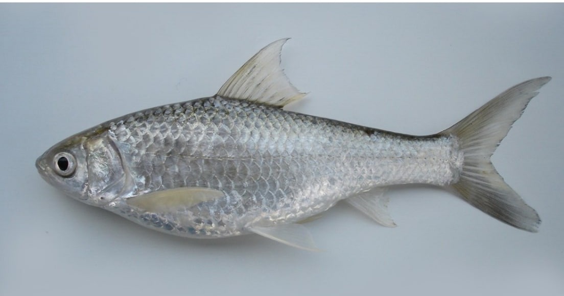 “Trey Riel”, the Most Commercially Important Species in Cambodia ...