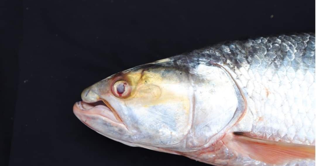 Feared Extinct, the ‘Mekong Ghost’ Resurfaces - ក្រសួងព័ត៌មាន