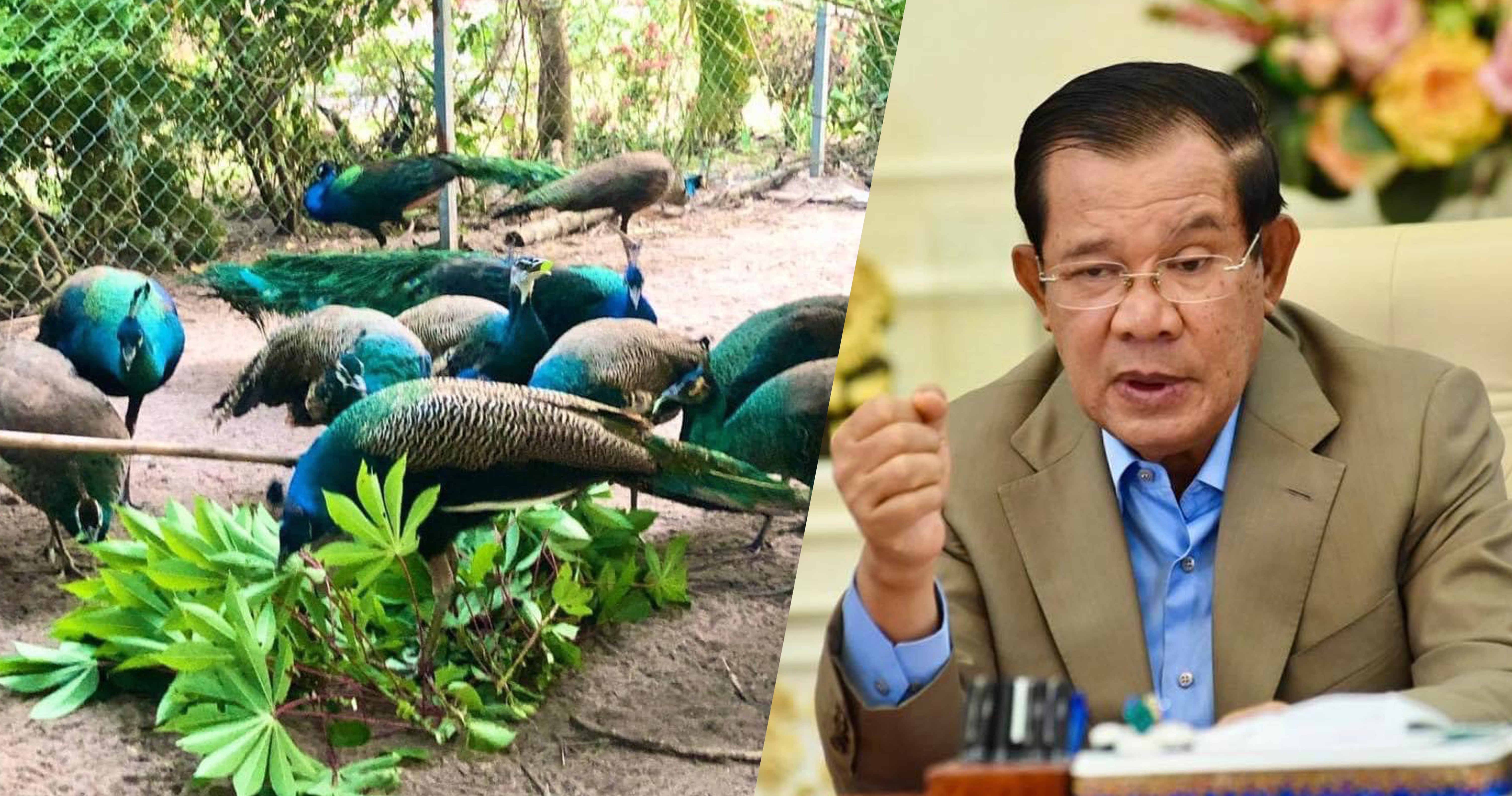 PM Orders Return of Seized Peacocks to Owner - ក្រសួងព័ត៌មាន